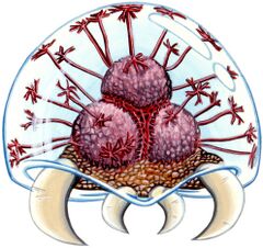 Metroid (species) - Metroid Wiki