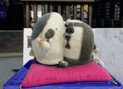 Inkopolis - Inkipedia, the Splatoon wiki
