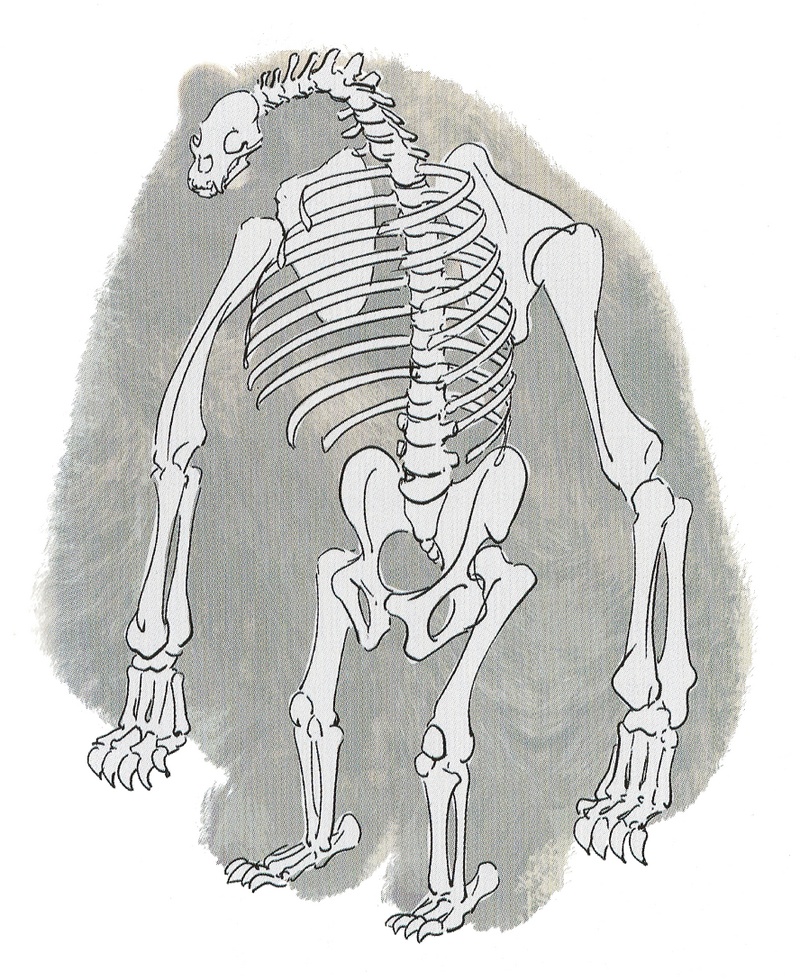 File:S3 Mr. Grizz skeleton.jpg - Inkipedia, the Splatoon wiki