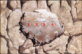 Category:King's Quest VI: Heir Today, Gone Tomorrow images ...