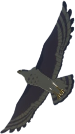 Hawk - Zelda Wiki