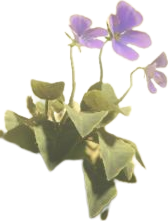Swift Violet - Zelda Wiki
