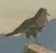 File:TotK Mountain Crow Model.png - Zelda Wiki