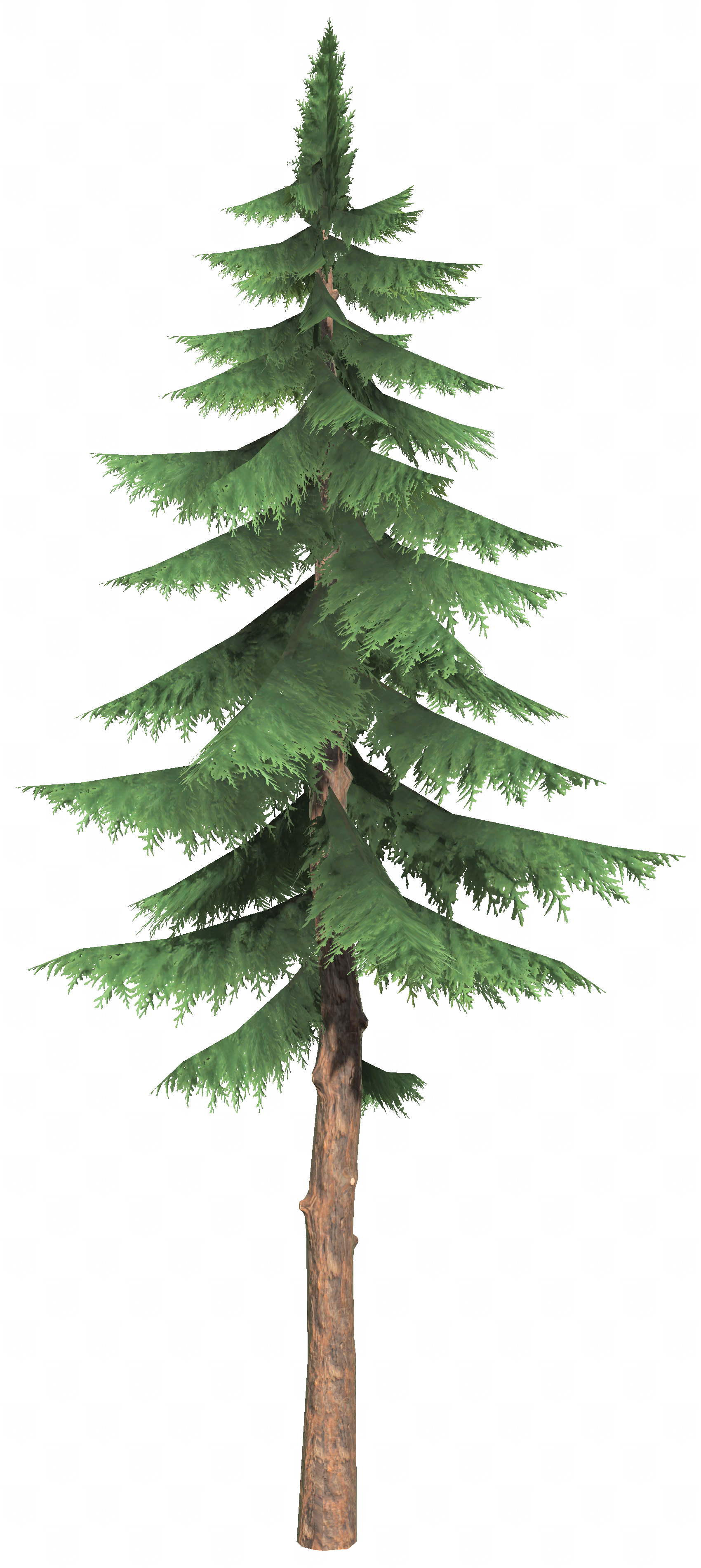 Cedar Tree - Zelda Wiki