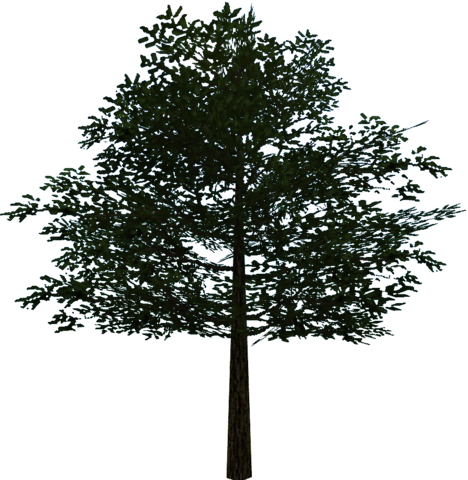 Tree - Zelda Wiki