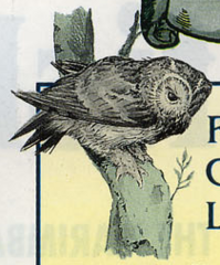 Owl - Zelda Wiki