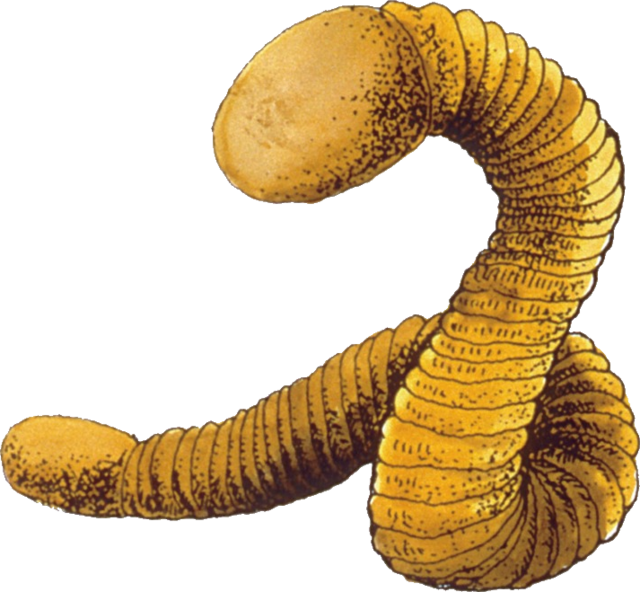 Moldorm - Zelda Wiki