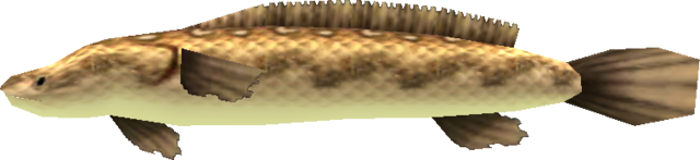 Termina Loach - Zelda Wiki