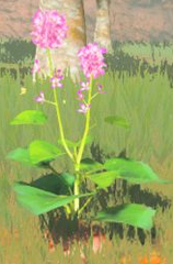 Dalite Forest - Zelda Wiki