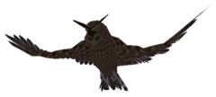Kaepora Gaebora - Zelda Wiki