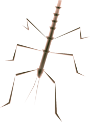 Golden Bug - Zelda Wiki