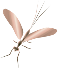 Golden Bug - Zelda Wiki