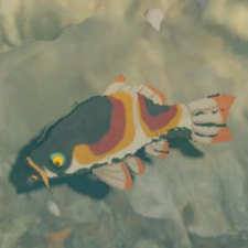 Sanke Carp - Zelda Wiki