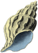 Secret Seashell - Zelda Wiki