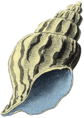 Secret Seashell - Zelda Wiki
