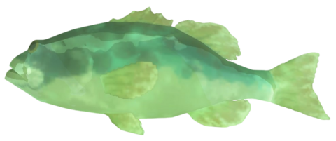 Frozen Hearty Bass - Zelda Wiki