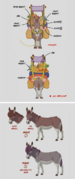 Donkey - Zelda Wiki