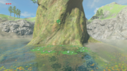 Ancient Tree Stump - Zelda Wiki