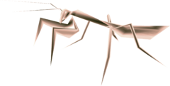 Golden Bug - Zelda Wiki
